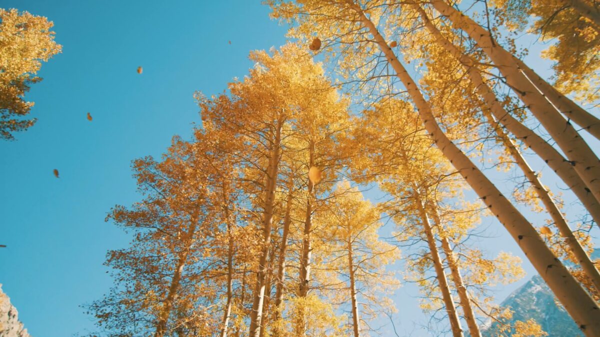 Beautiful Relaxing Music – Autumn Colors | Taste Life