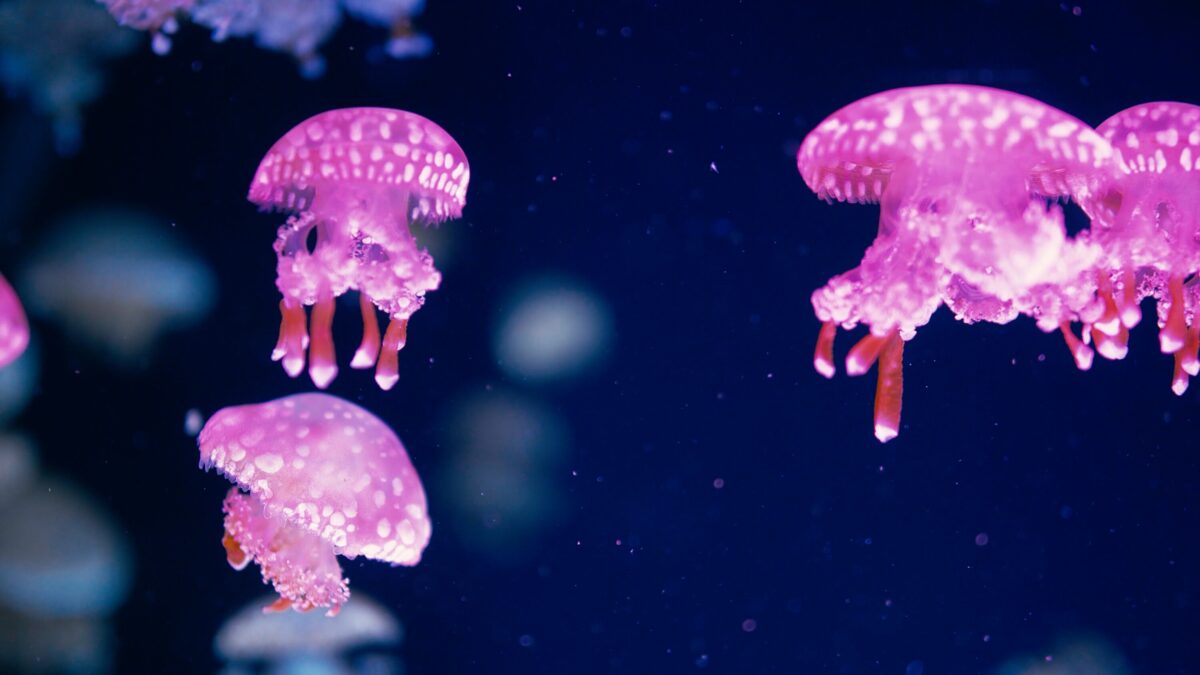 Deep Underwater Colorful Sea Life • Relaxing Sleep Music in an ...