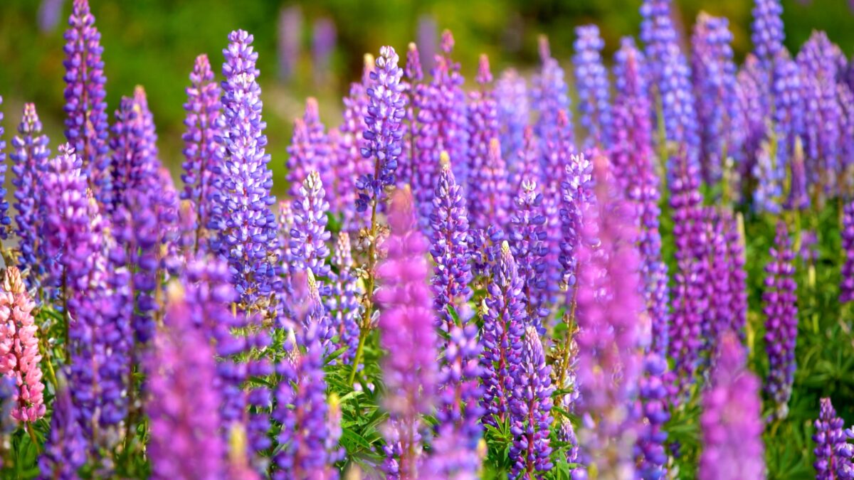 Peaceful Music – Relax in a Field of Flowers | Taste Life